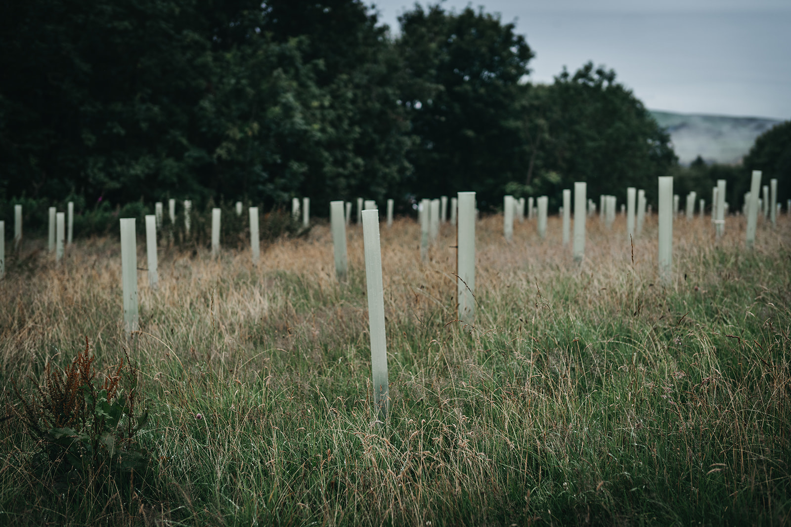 Funding supports tree planting in the borough - Eye on Calderdale